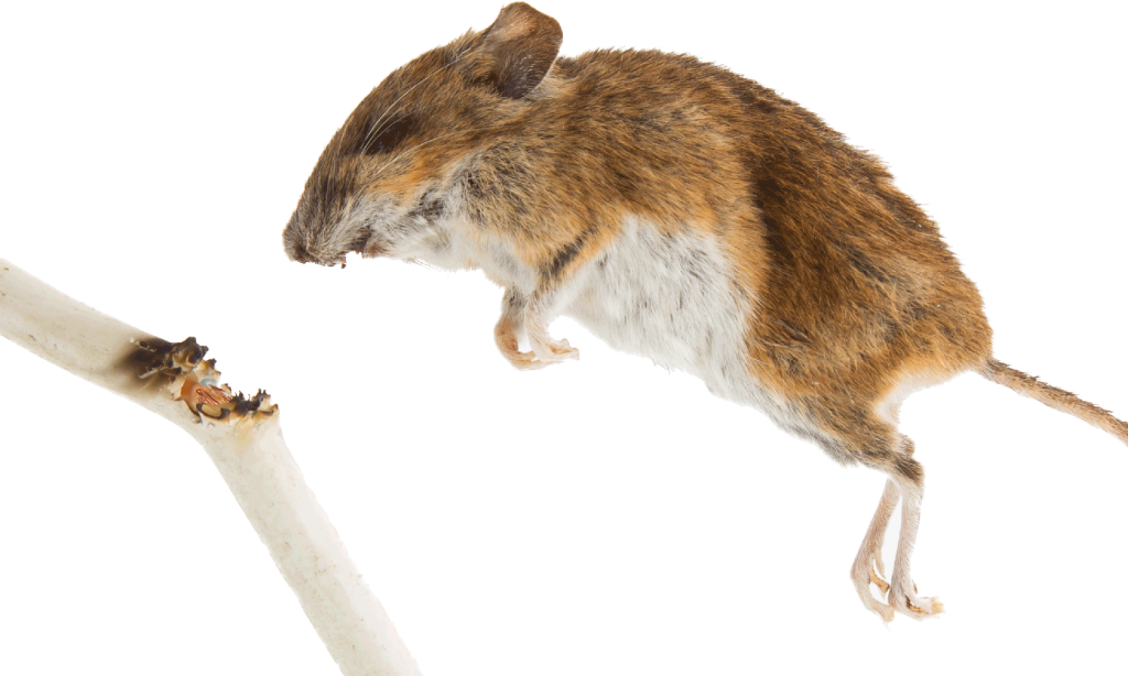 jl-pest-control-brighton-mouse-killed | JL Pest Control